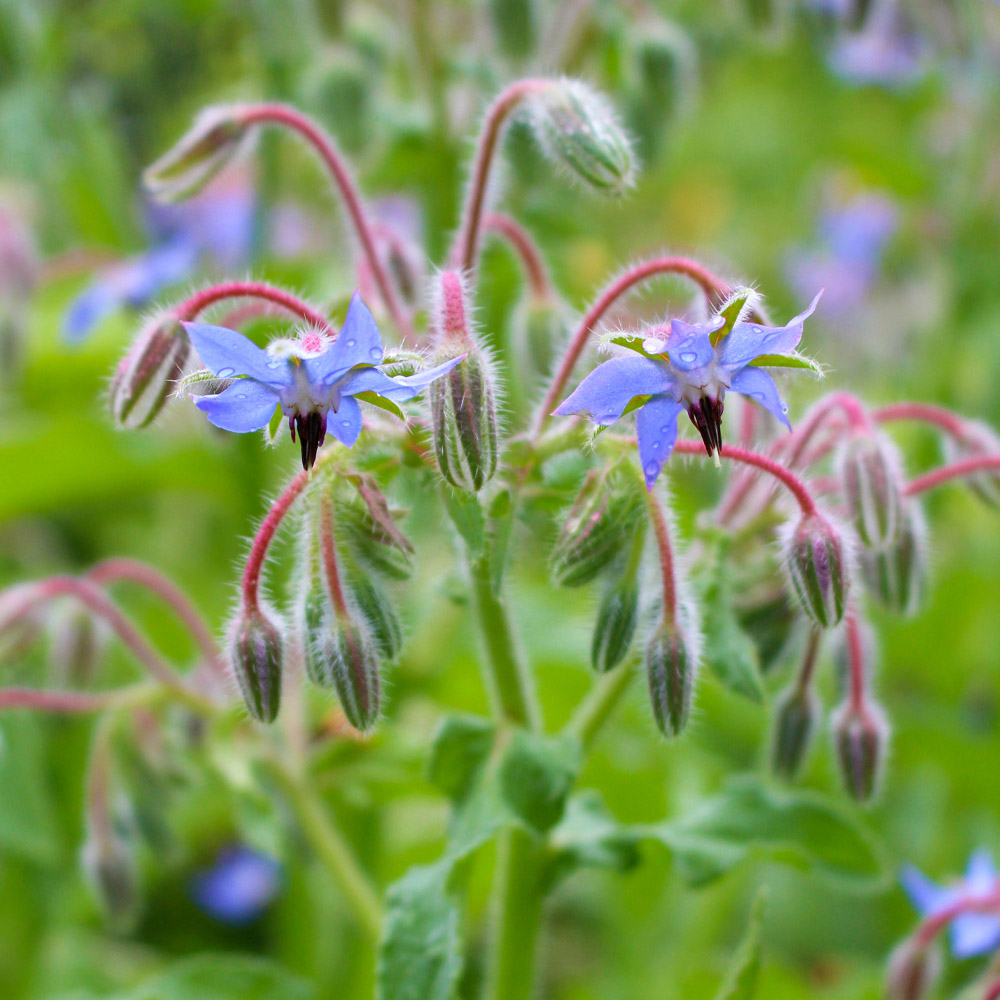 Our Favorite Edible Flowers | Bayport Flower Bayport Flower